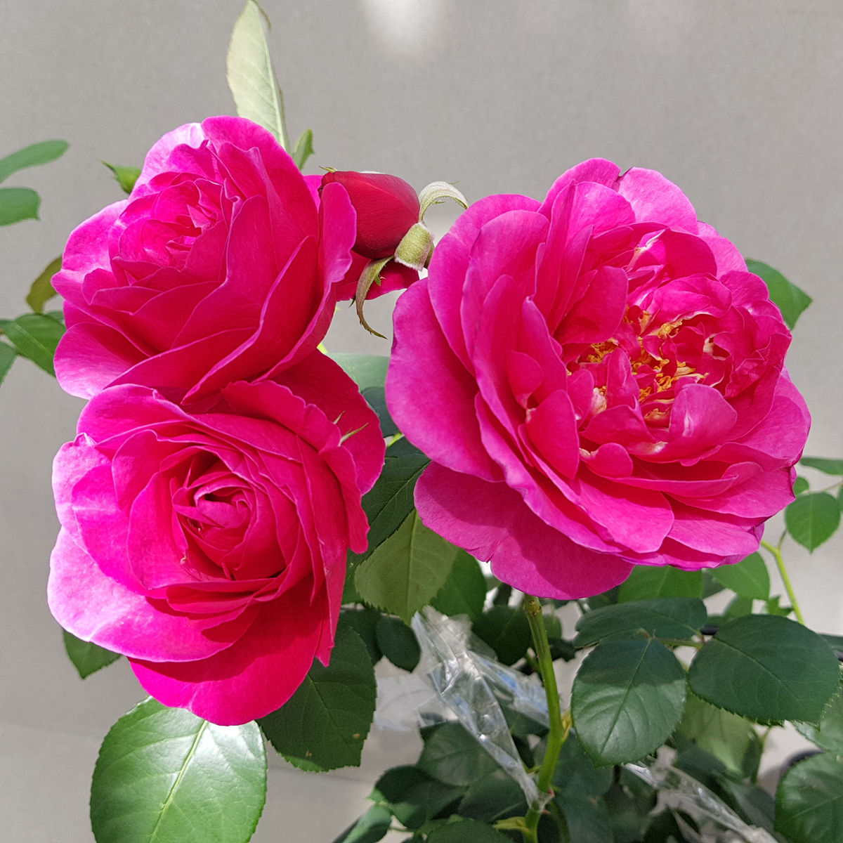 The Fairy Tale Rose™